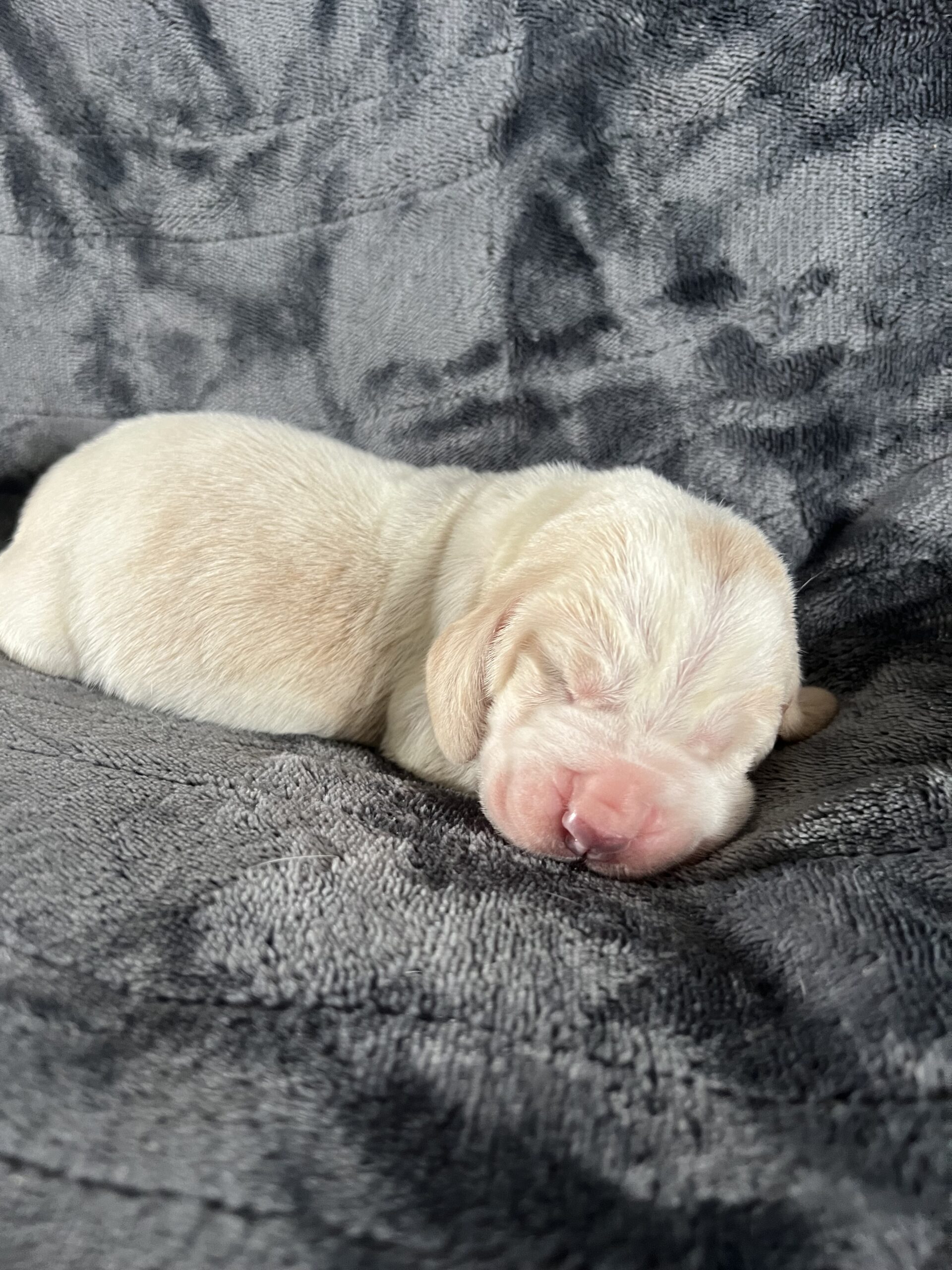Wee Little Bassets – We are the Butler family, privileged breeders of ...